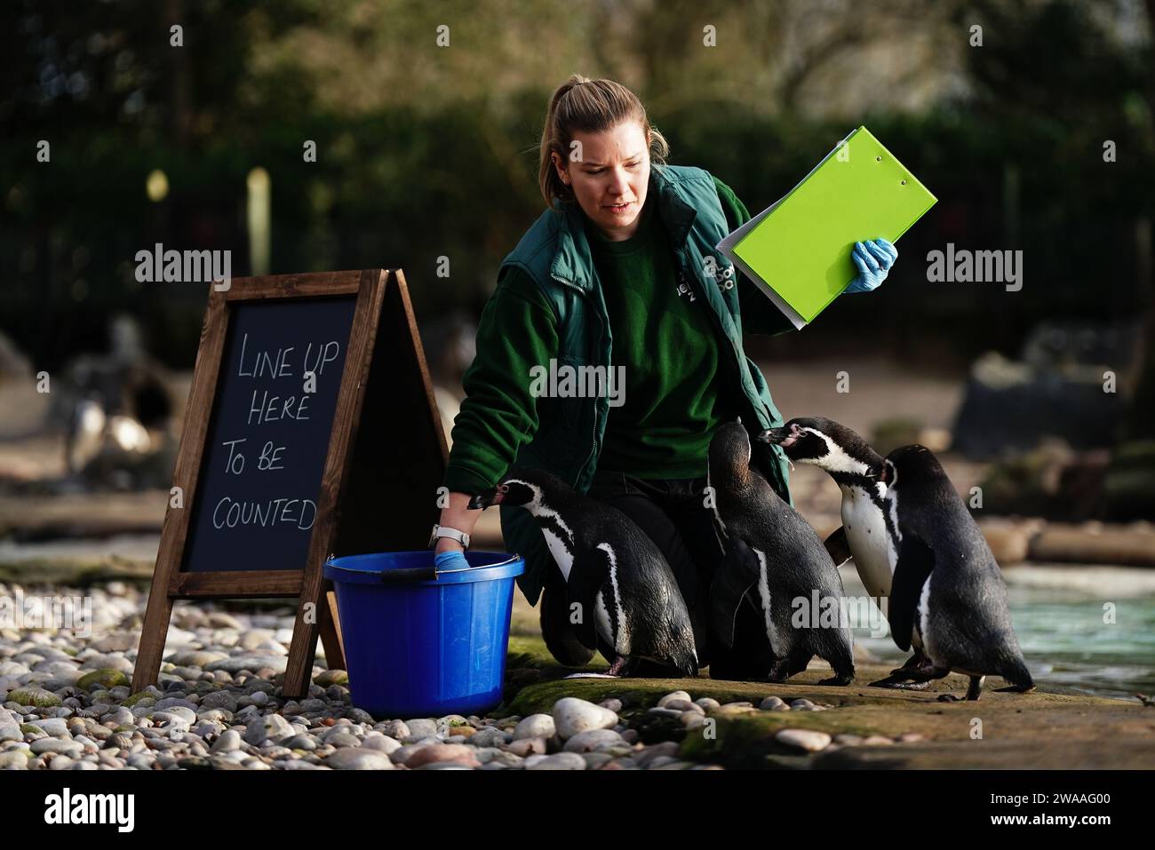 Zoo keeper Jess counts Humboldt penguins during the annual stocktake at ...