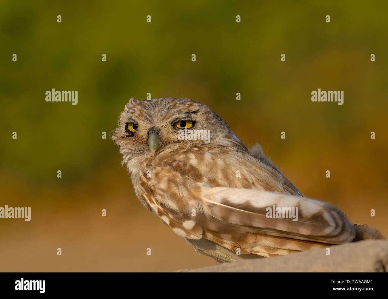 Owls are definitely not morning creatures DUBAI COMICAL images of an ...
