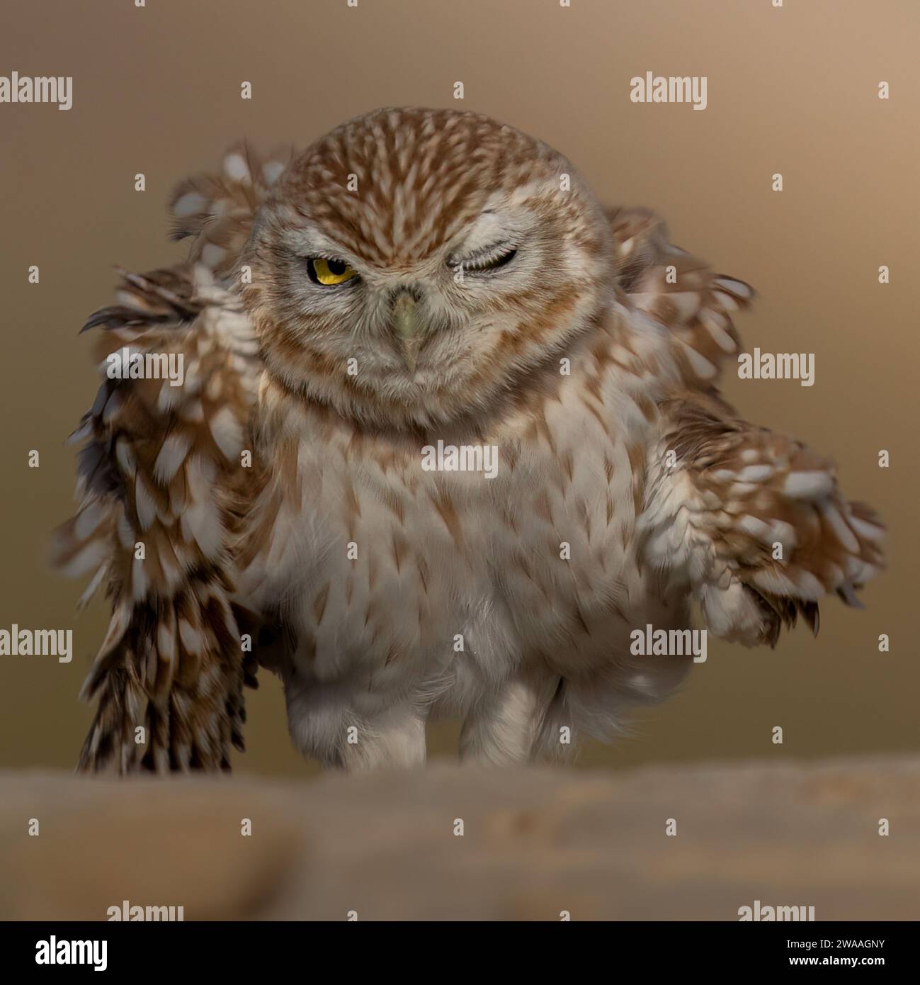 Owl winking at the photographer DUBAI COMICAL images of an owl winking ...