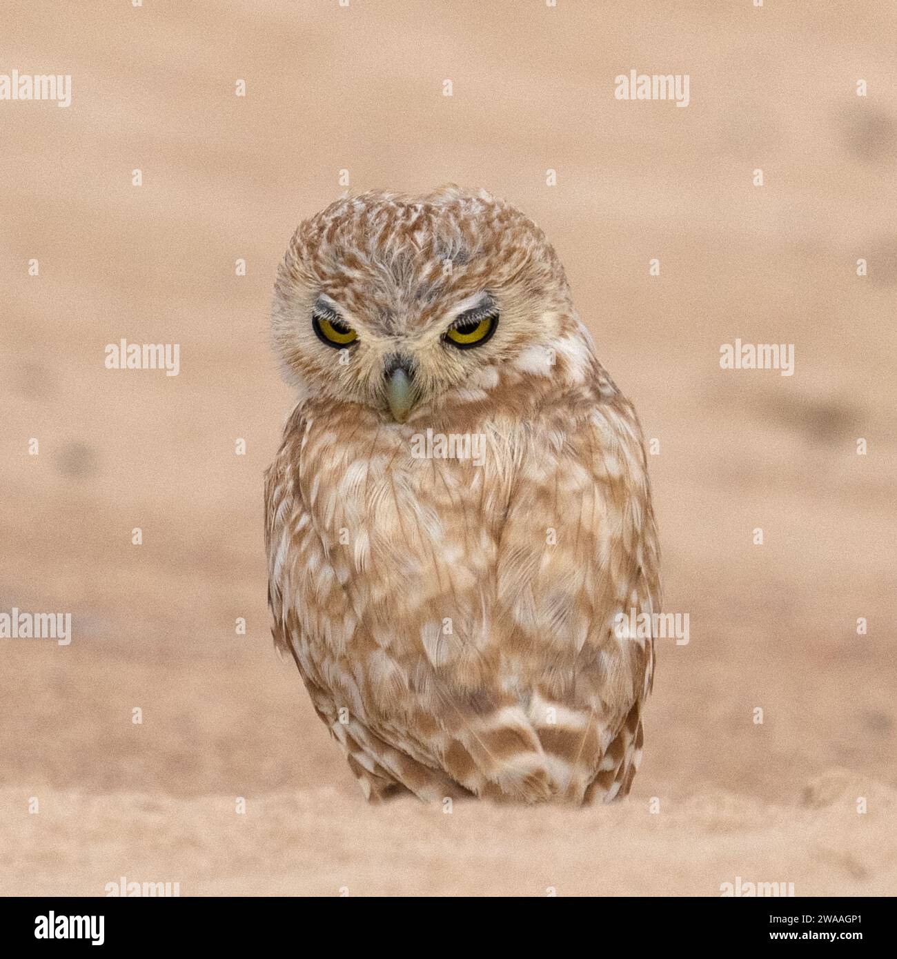 Grumpy Owl DUBAI COMICAL images of an owl winking at a photographer ...
