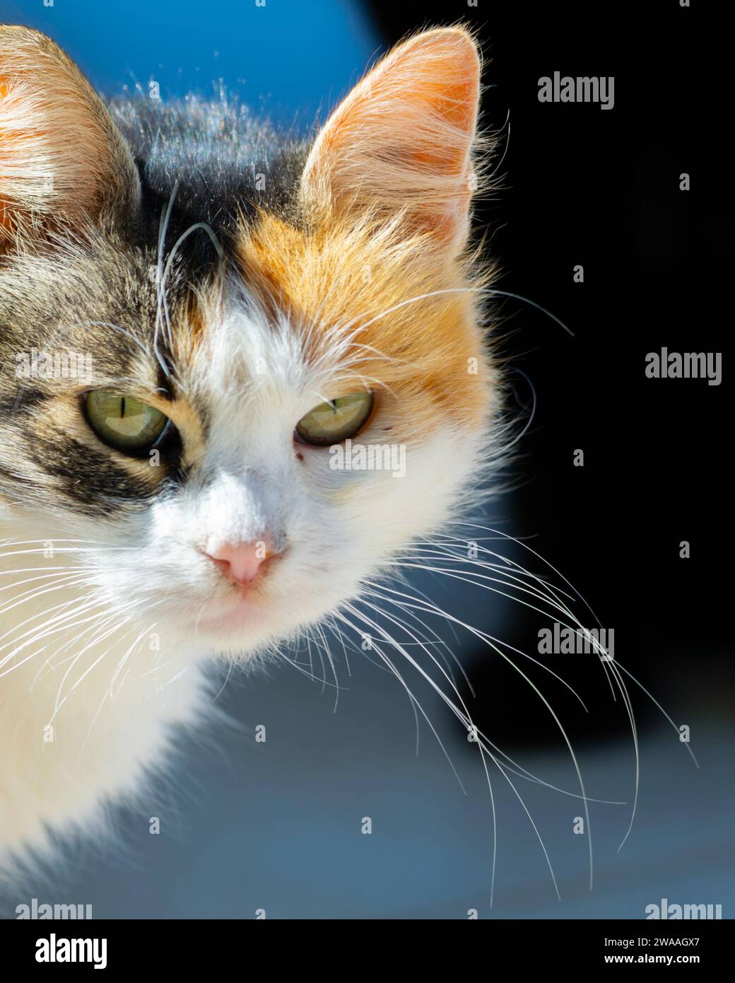 Cat look angry hi-res stock photography and images - Alamy