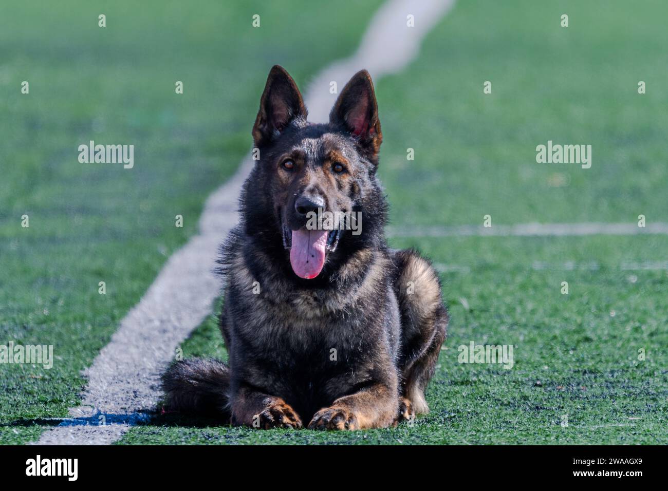 Waiting training hi-res stock photography and images - Alamy