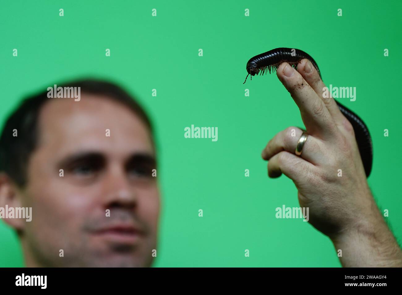 Zoo keeper Sam counts a giant millipede during the annual stocktake at ...