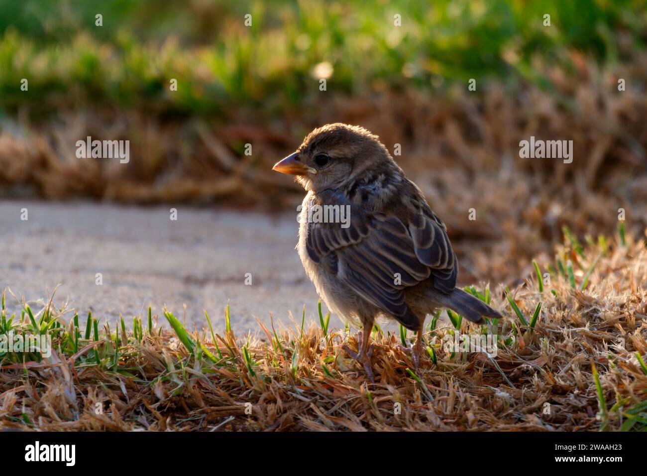 Madagascar sparrow hi-res stock photography and images - Alamy