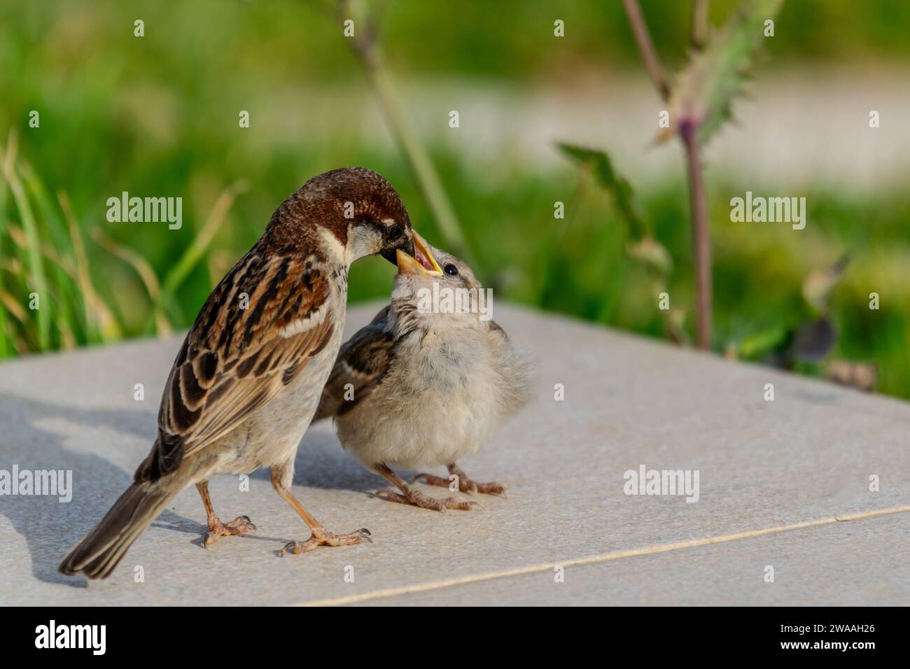 baby sparrow is fed by its mother Stock Photo - Alamy baby sparrow is fed by its mother Stock Photo - Alamy