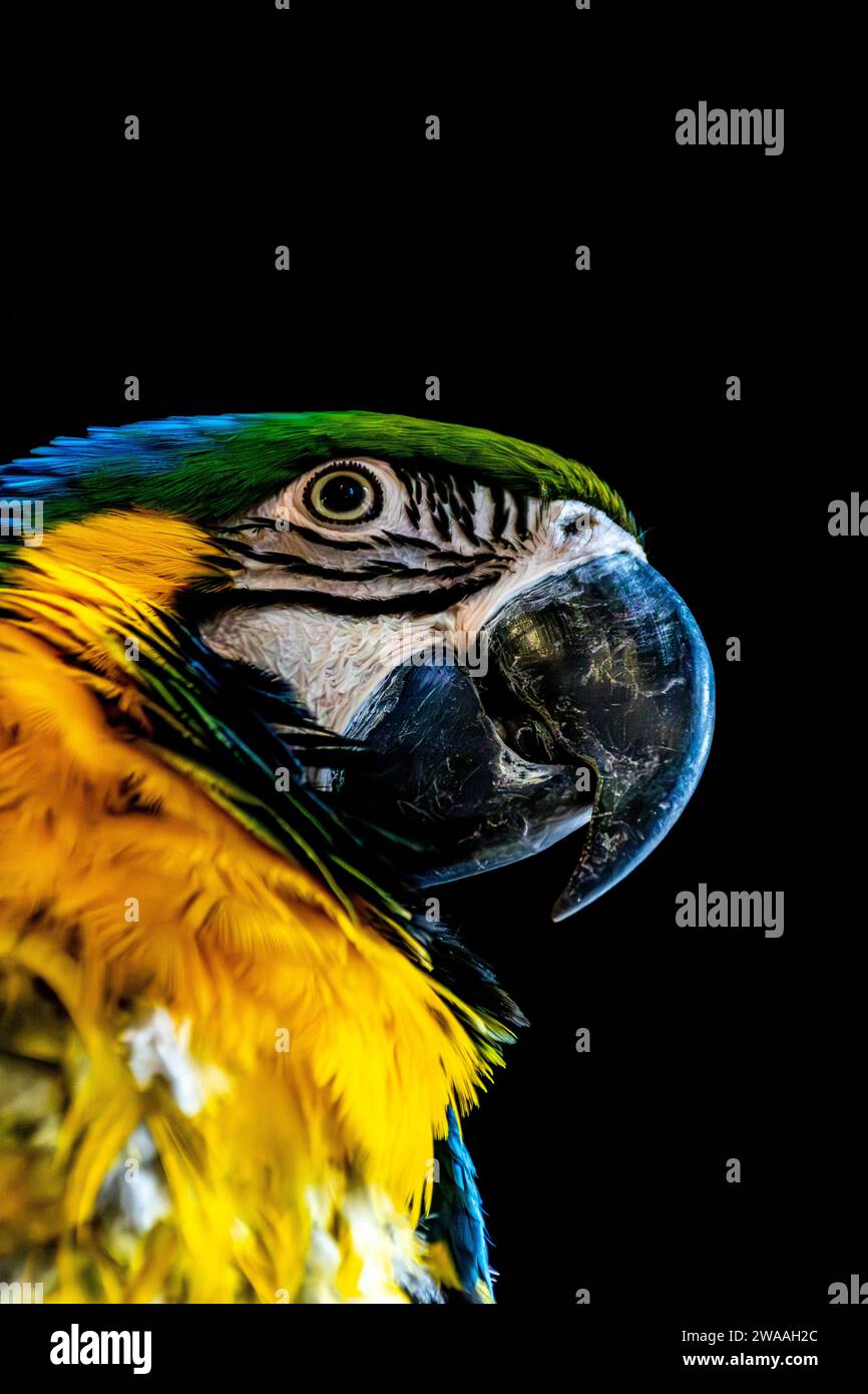 Parrot eyes hi-res stock photography and images - Alamy
