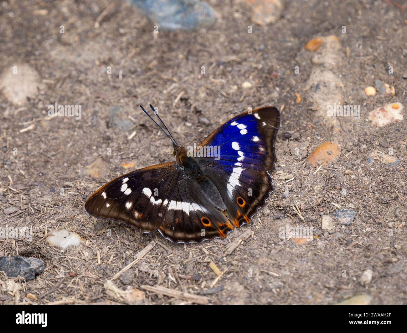 Purple Emperor Butterfly Feeding on the Ground Stock Photo - Alamy
