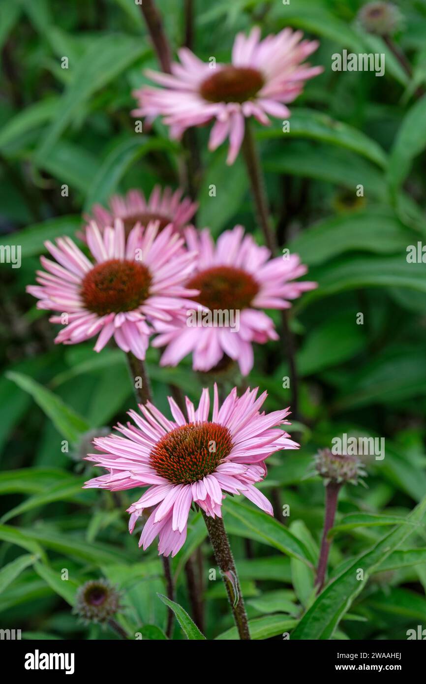 Daisy shaped flowers hi-res stock photography and images - Alamy