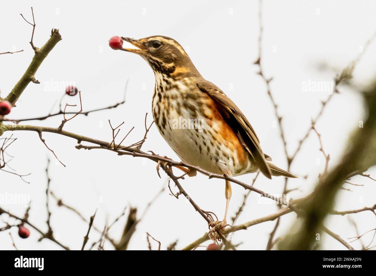 Redwing bird, Turdus iliacus, eating Hawthorn berries. East Sussex, UK ...