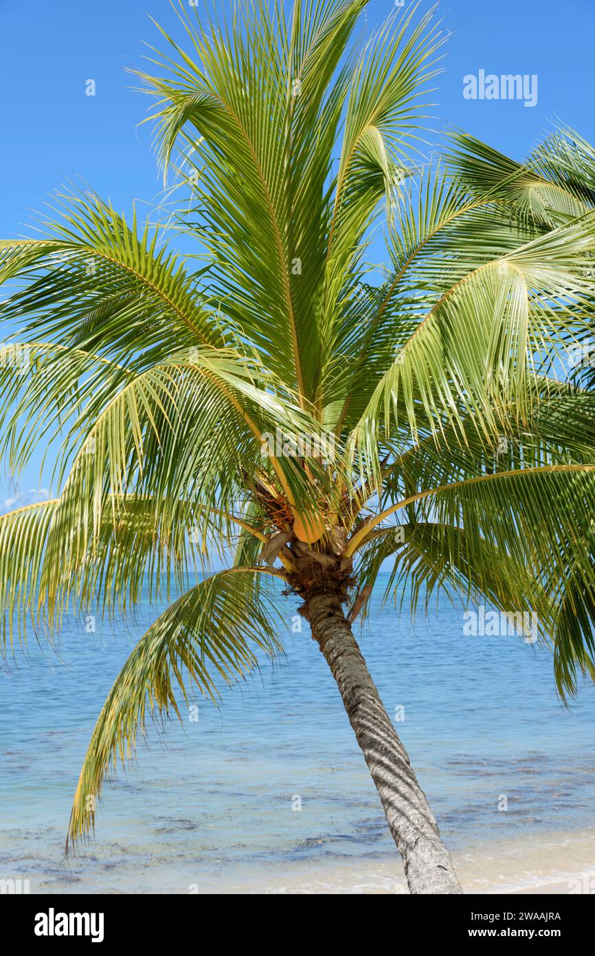 Coconut palm trees set against a blue sky, Praslin Island, Seychelles ...