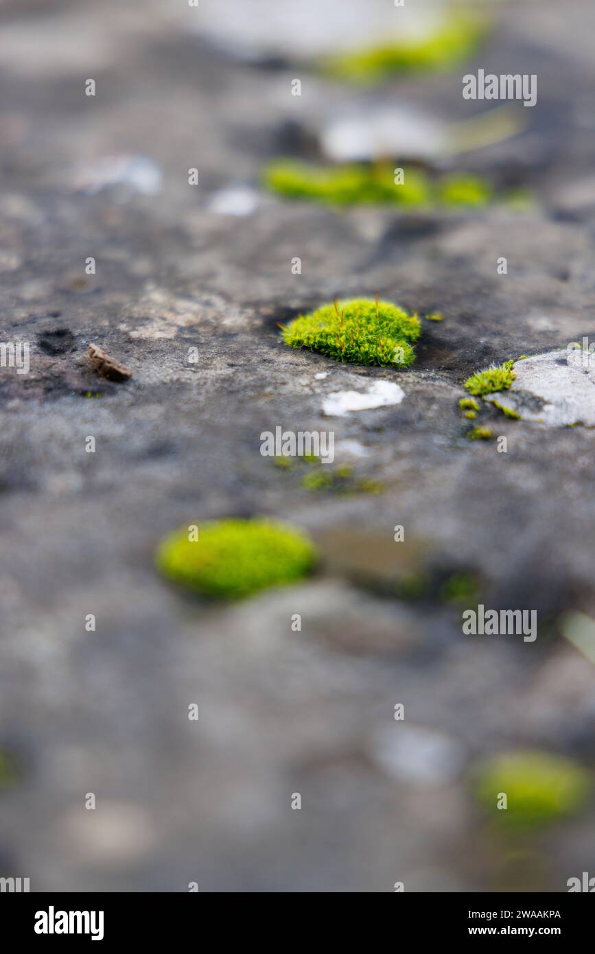 Close-up of moss grown on a low wall Stock Photo - Alamy