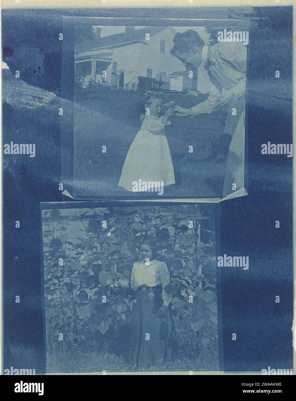 Cyanotype prints hi-res stock photography and images - Alamy