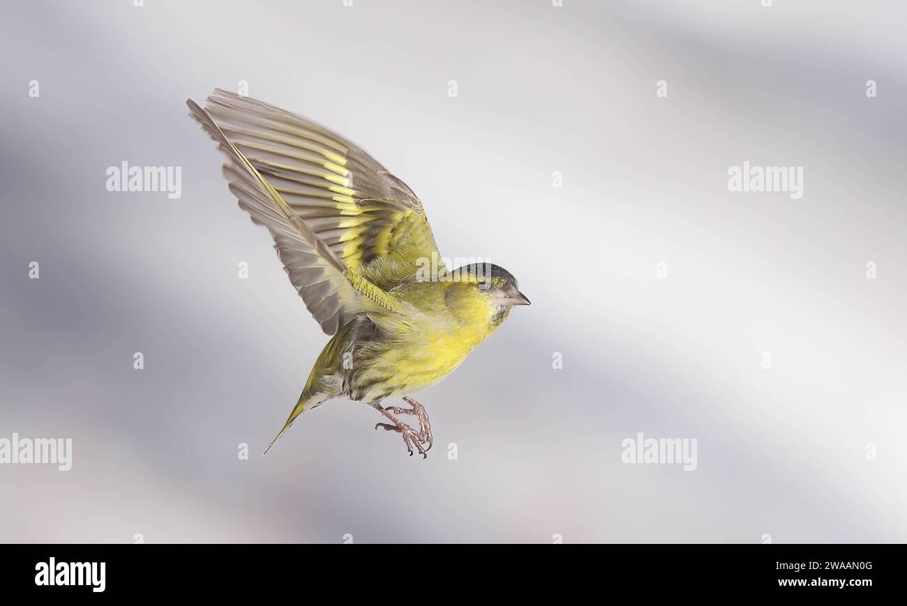Siskin in Flight with open Wings Stock Photo - Alamy