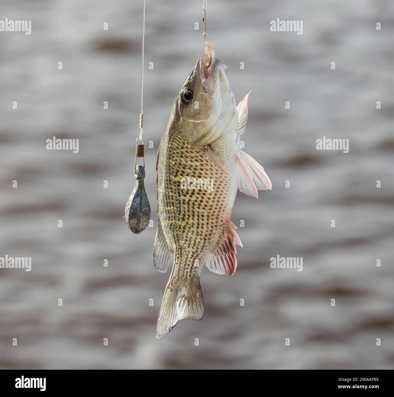 A grey snapper hanging from a fish hook Stock Photo - Alamy