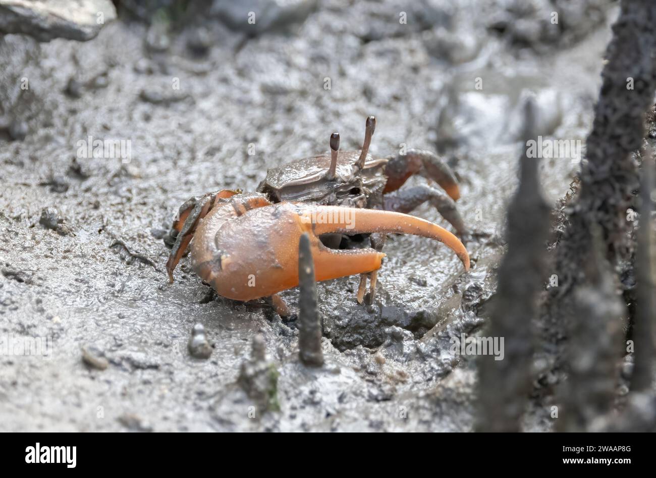 Atlantic mangrove fiddler crab hi-res stock photography and images - Alamy