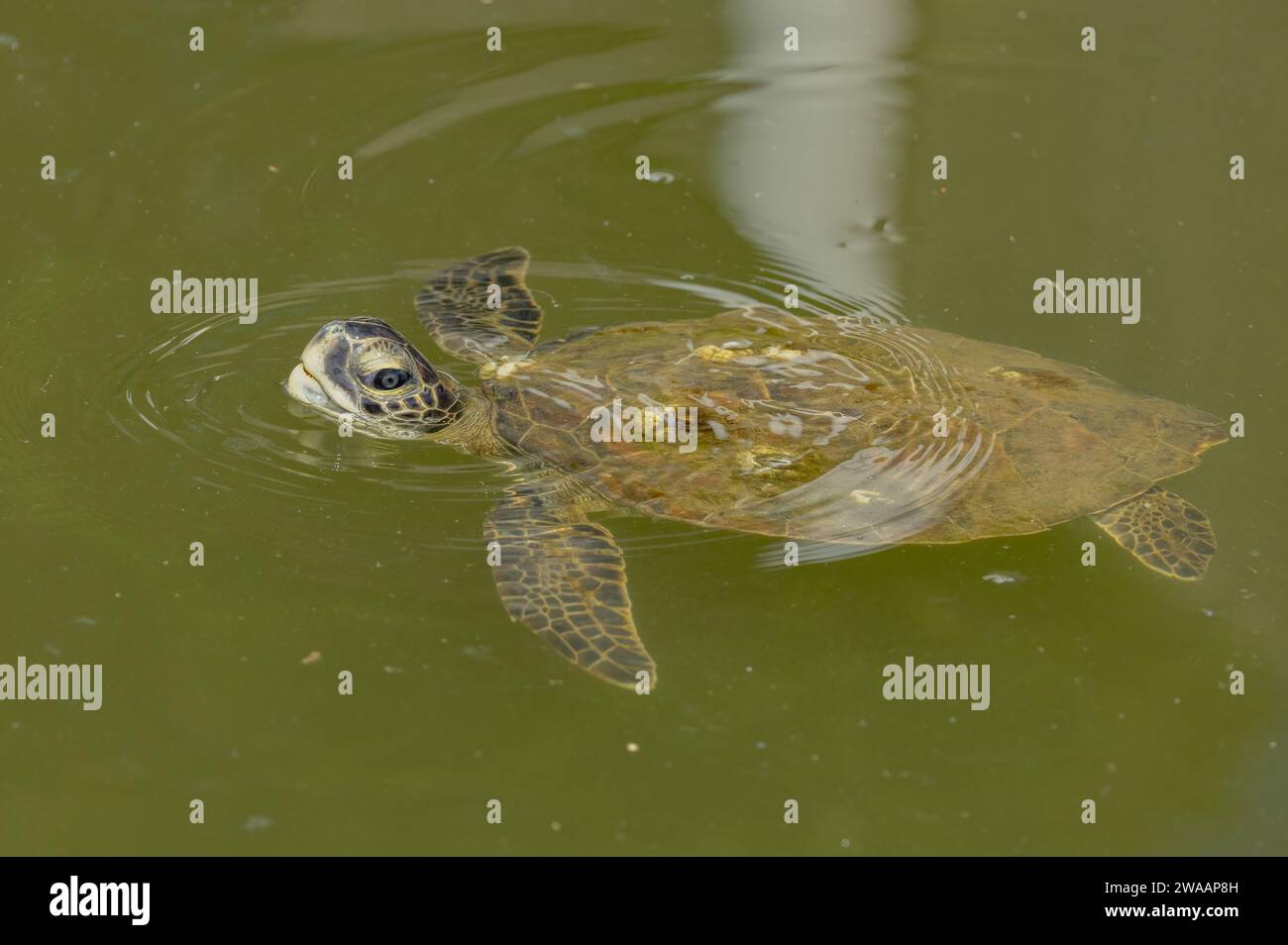 Sea turtle head breathing hi-res stock photography and images - Alamy