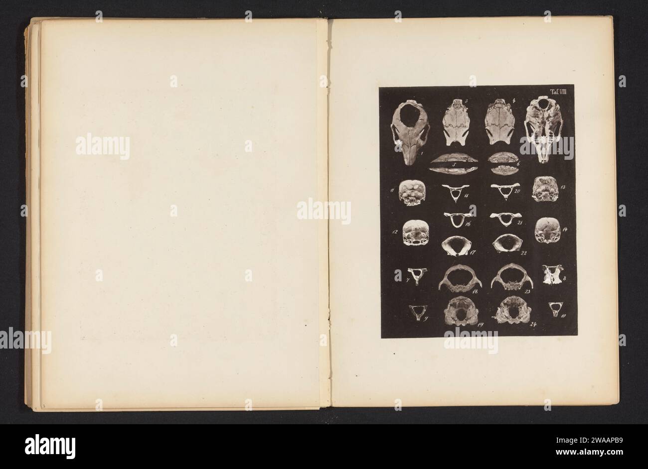 Twenty -four faces of parts of a rabbit skull, Bernhard von Gudden, c ...