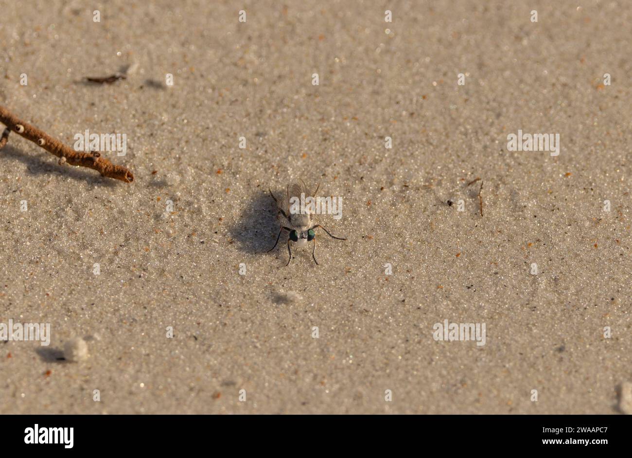 Beach bug hi-res stock photography and images - Alamy