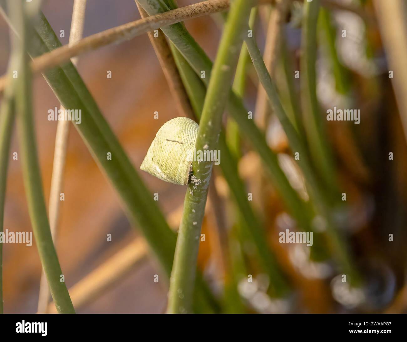 Periwinkle snail hi-res stock photography and images - Alamy