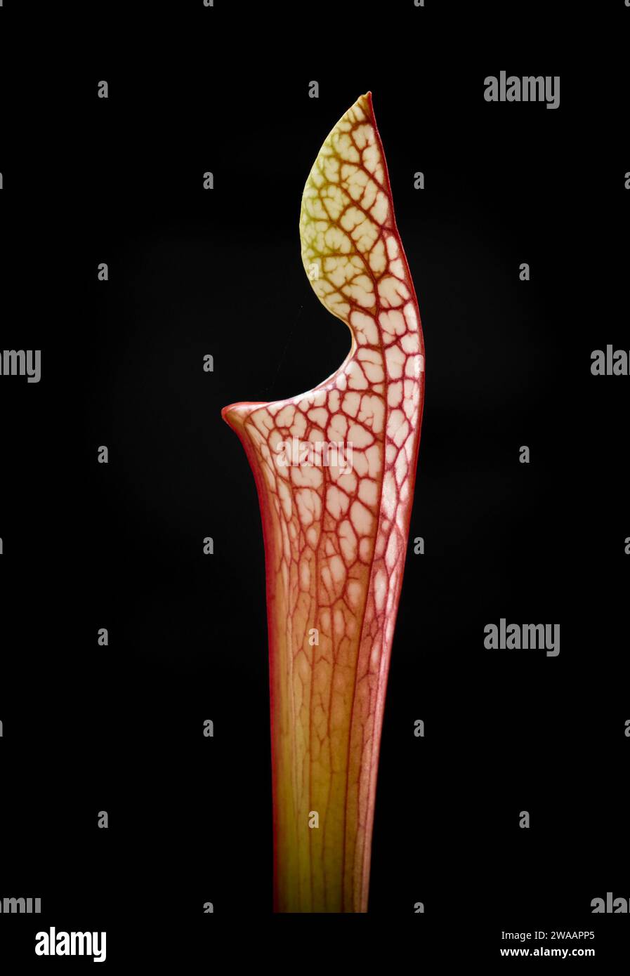 Macro photo of white pitcher plant (Sarracenia Leucophylla Stock Photo ...