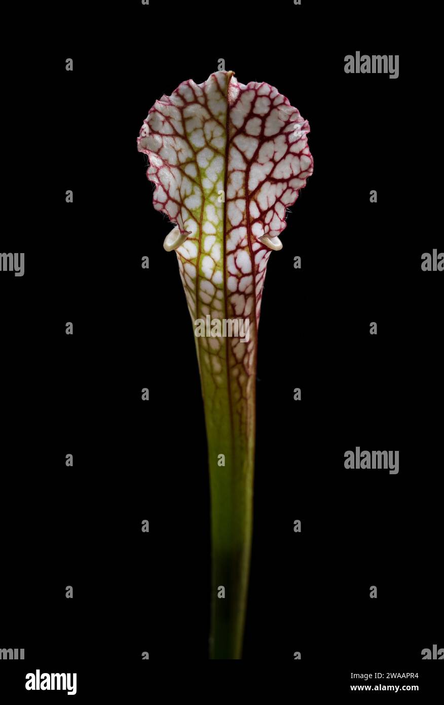 Macro photo of white pitcher plant (Sarracenia Leucophylla Stock Photo ...