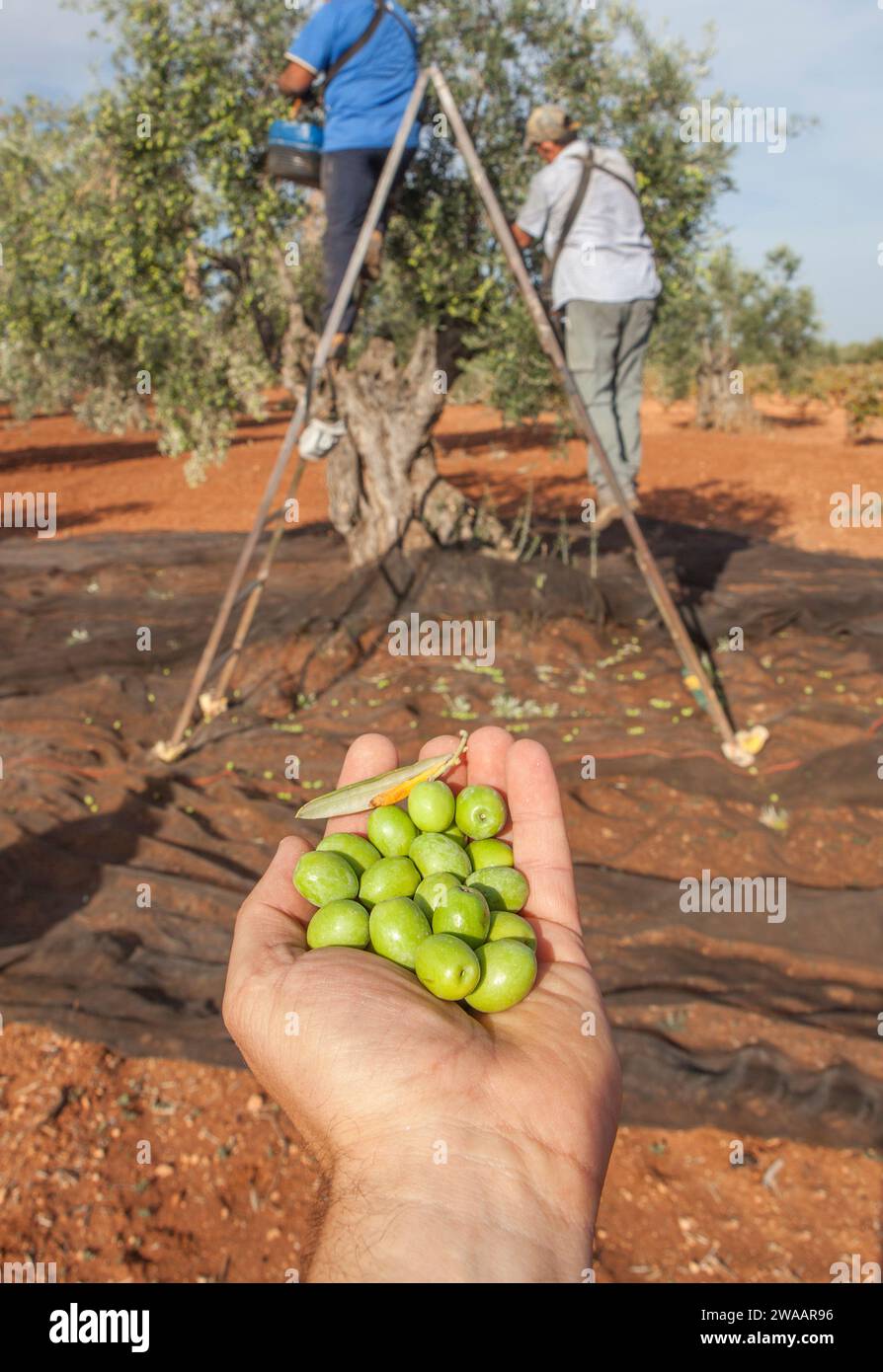 Collecting by hand hi-res stock photography and images - Alamy