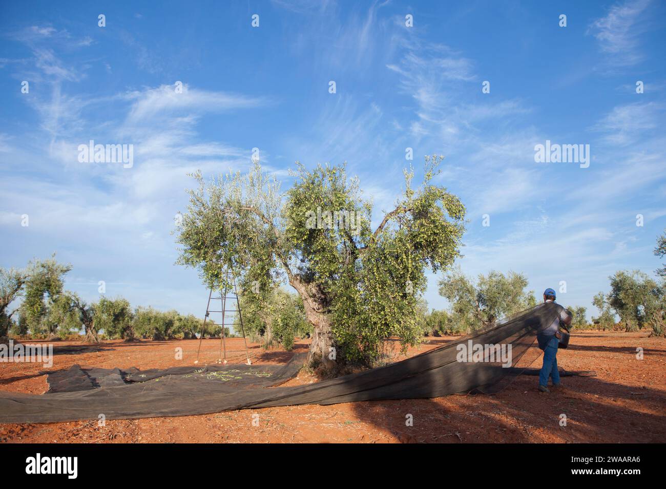 Olive picker moving collection net between trees. Table olives harvest ...