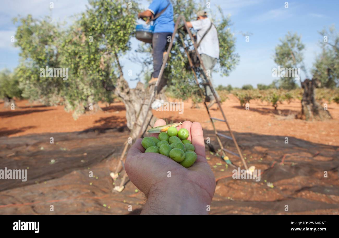 Hand plenty of green olives. Laborers on the stepladder collecting ...