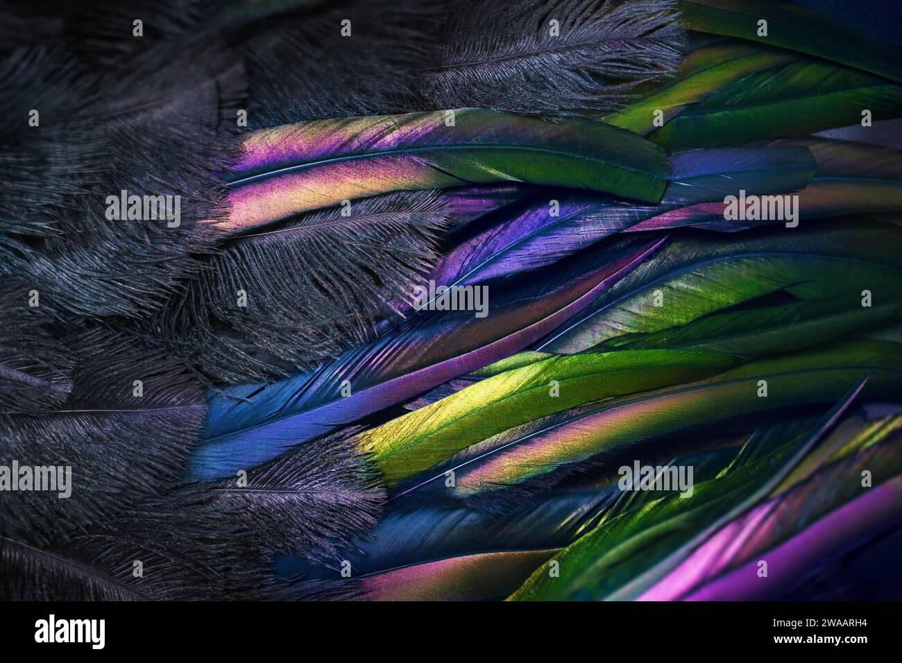 Close up photo of shimmered feathers of paradise bird. Abstract ...