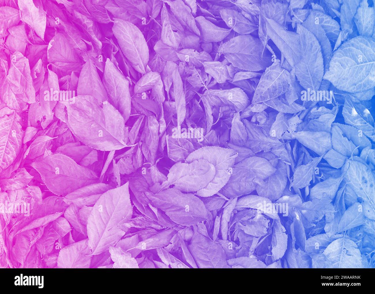 Creative background with ground covered in fallen leaves. Pink blue ...