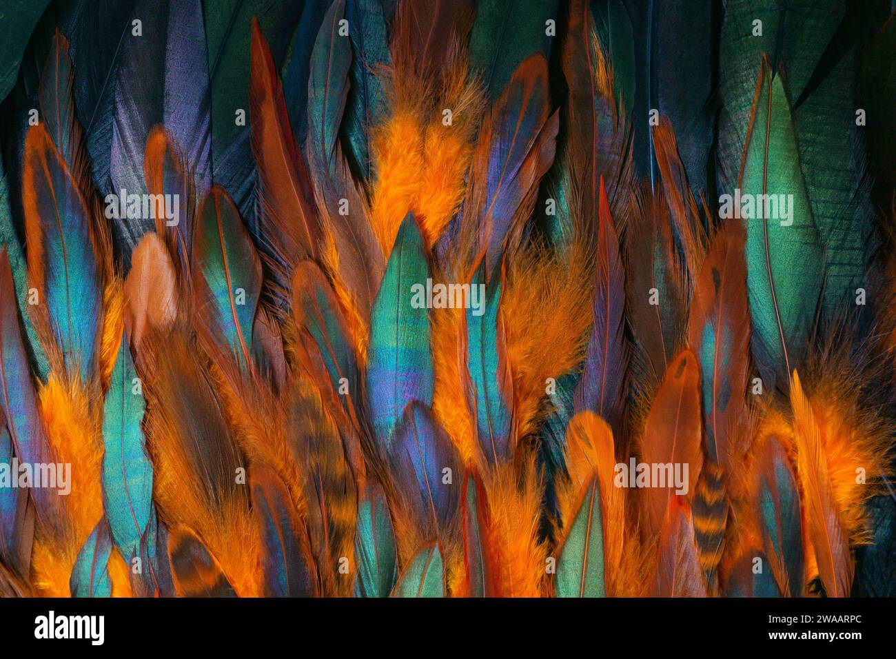 Colorful close up photo of chicken feathers. Shimmer colors of wing ...