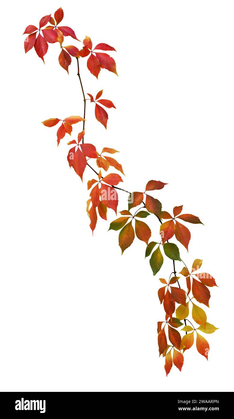 Grape vine wall Cut Out Stock Images & Pictures - Alamy