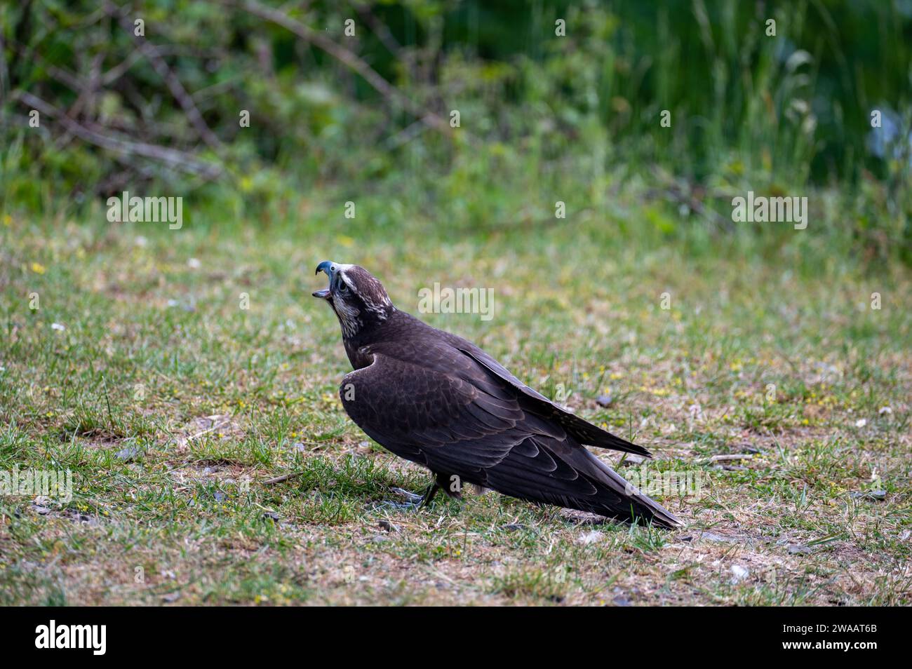 Prey stands hi-res stock photography and images - Alamy