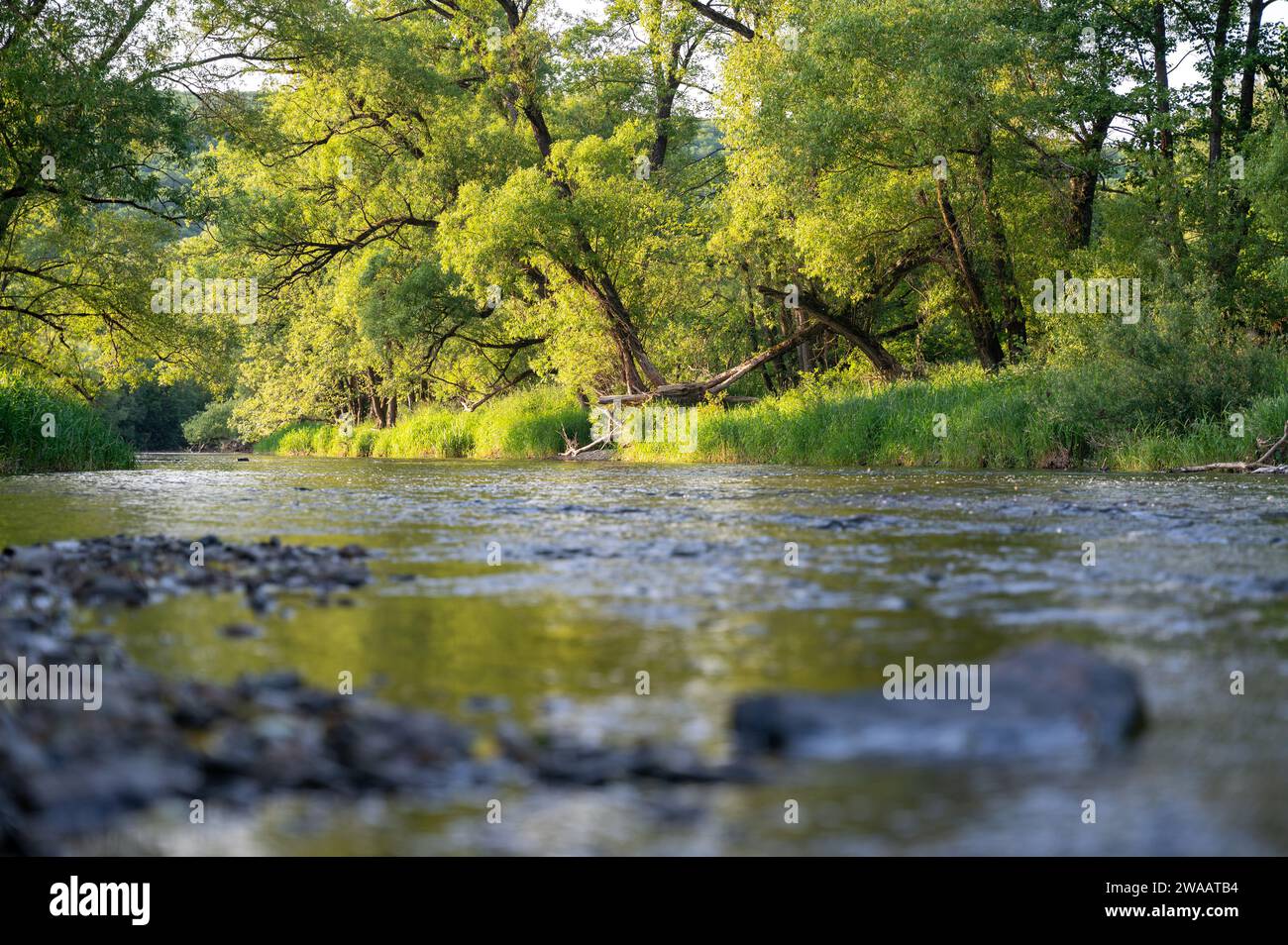 The Eder - A river in Germany in a green landscape with a blurred ...