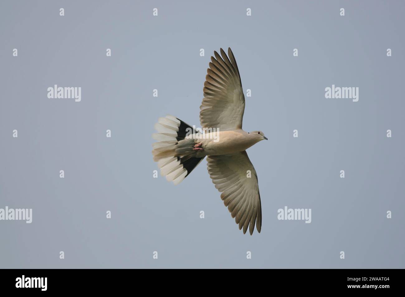 Eurasian collared dove Streptopelia decaocto, in flight overhead ...