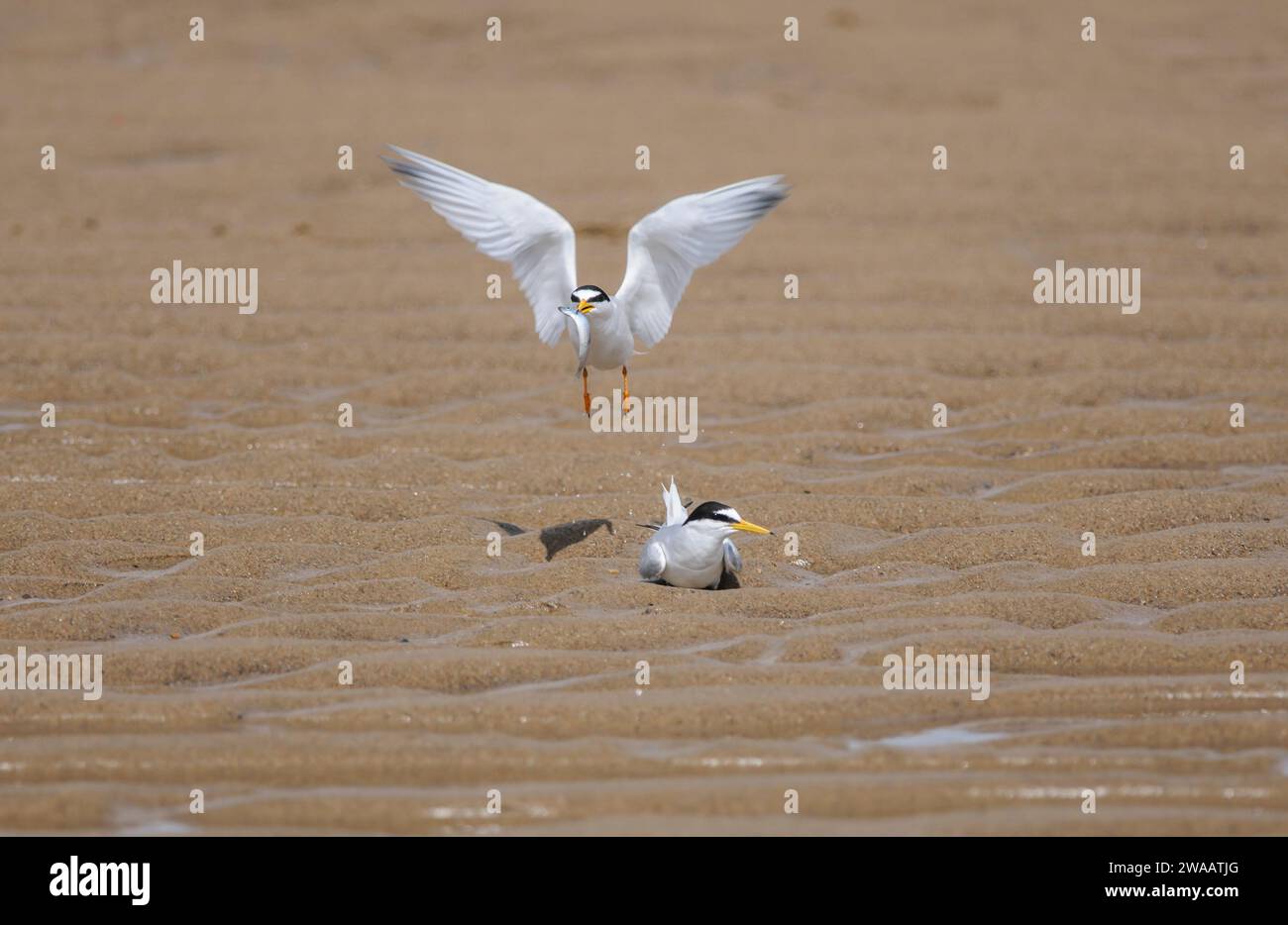 Little tern Sterna albifrons, pair bonding on wet sandy beach, male ...