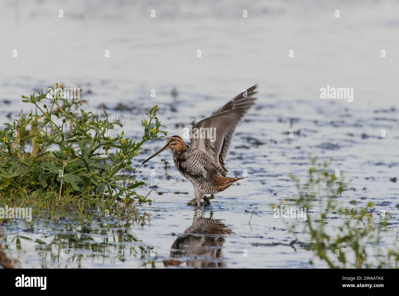 Common snipe Gallinago gallinago, stretching wings, standing in shallow ...