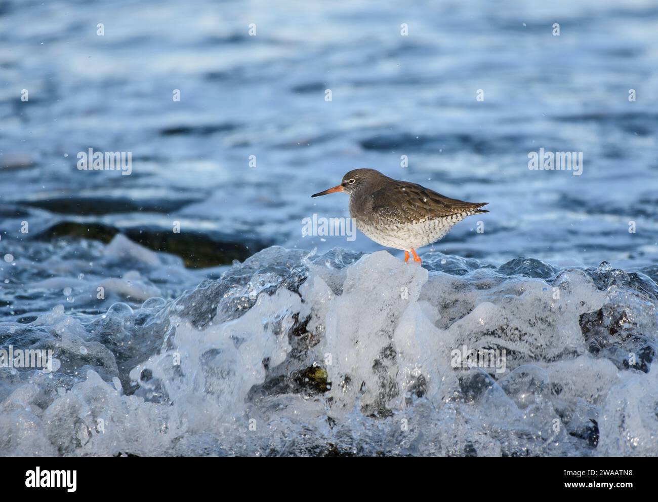 Common redshank Tringa totanus, perched on rock at high tide with ...
