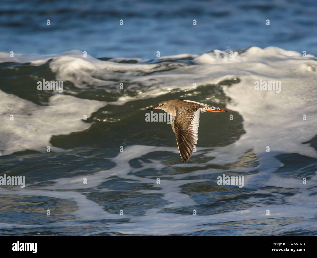 Common redshank Tringa totanus, in flight over the sea, Cleveland ...