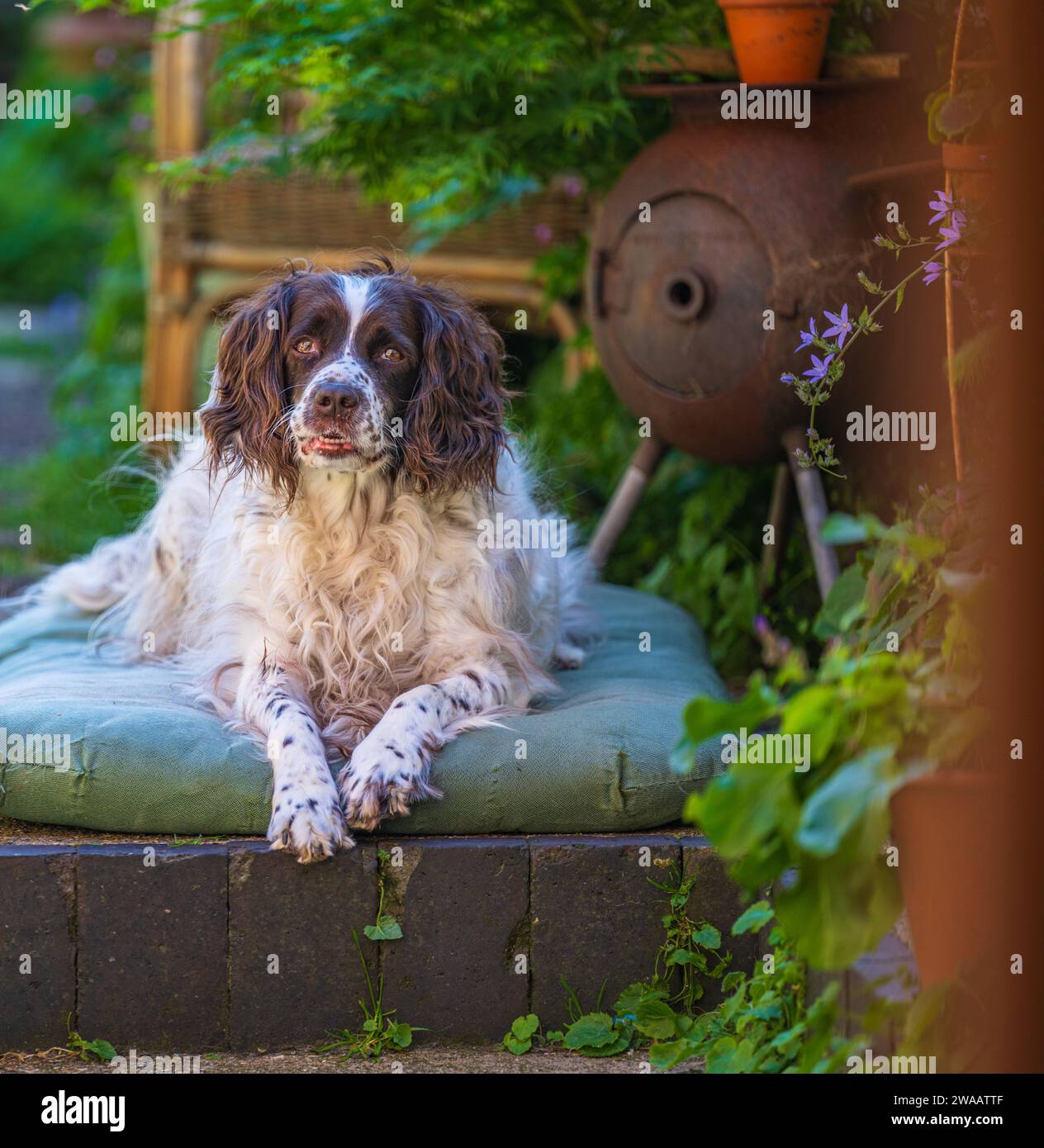 An old English Springer Spaniel dog sat on her bed in a cottage garden ...