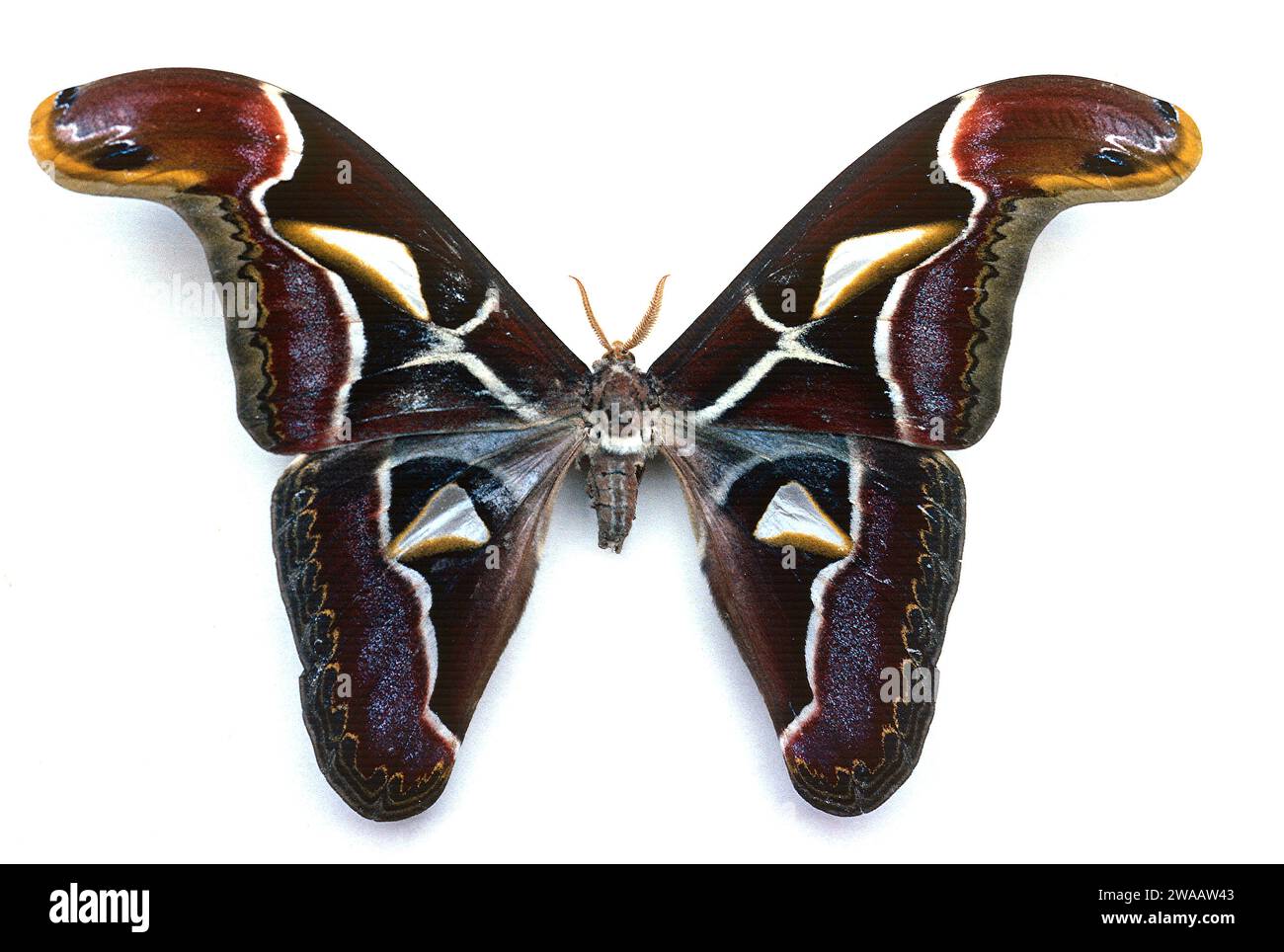 Edwards atlas moth hi-res stock photography and images - Alamy