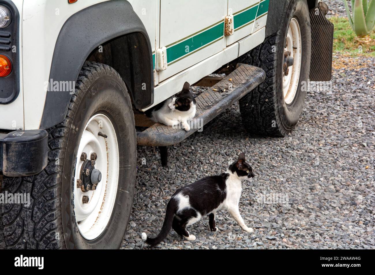 Two wild black and white street cats at a car on the Canary Island of ...