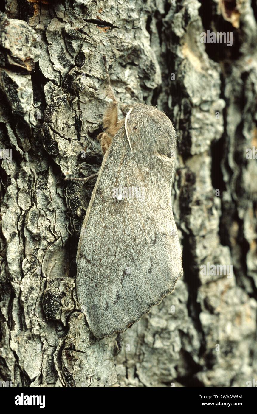 Pine-tree lappet (Dendrolimus pini) is a moth native to Europe and ...