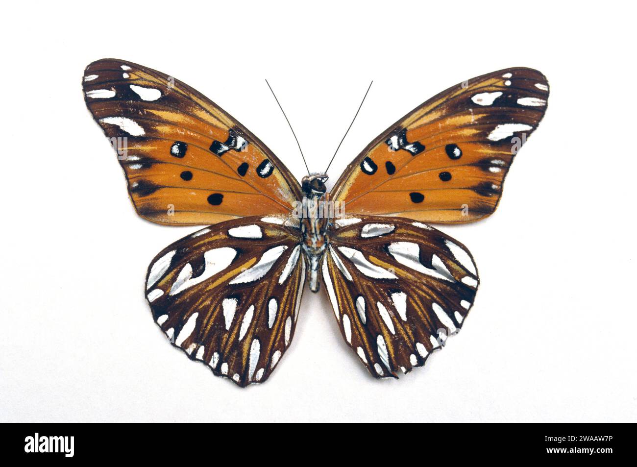 Mexican silverspot (Dione moneta) is a butterfly native to Americas ...