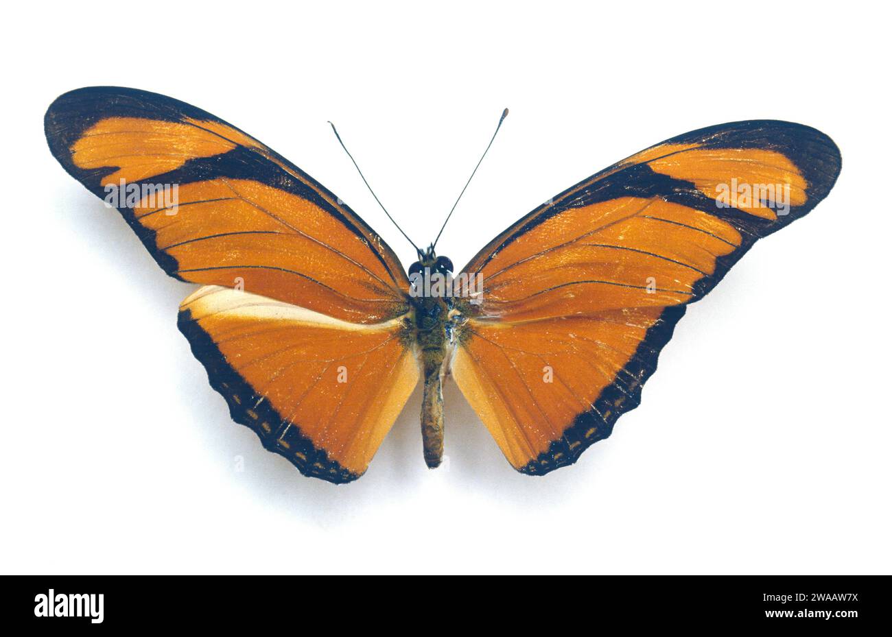 Julia butterfly (Dryas iulia) is a butterfly native to Americas, from ...
