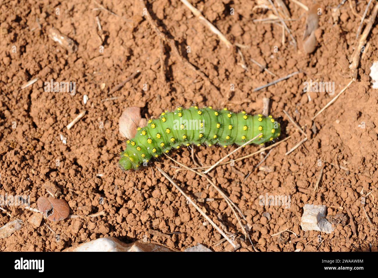 Small emperor moth (Eudia pavonia or Saturnia pavonia) is a moth native ...