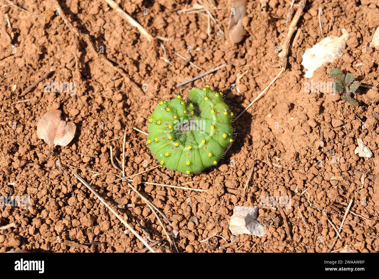 Small emperor moth (Eudia pavonia or Saturnia pavonia) is a moth native ...