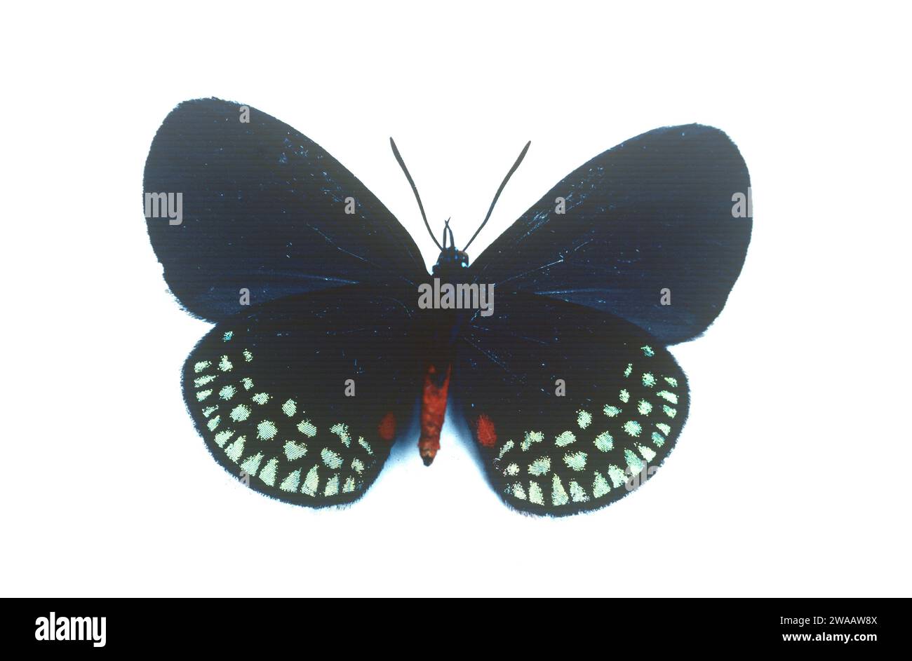 Eumaeus minyas is a butterfly native to Brazil, colombia and Peru ...