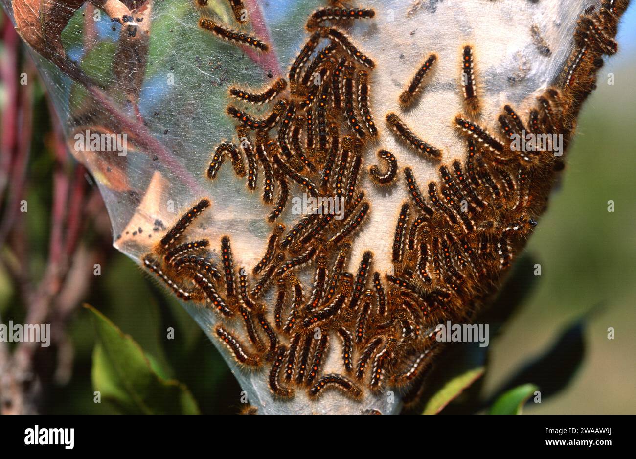 Brown-tail moth (Euproctis chrysorrhoea) is a moth native to Europe ...