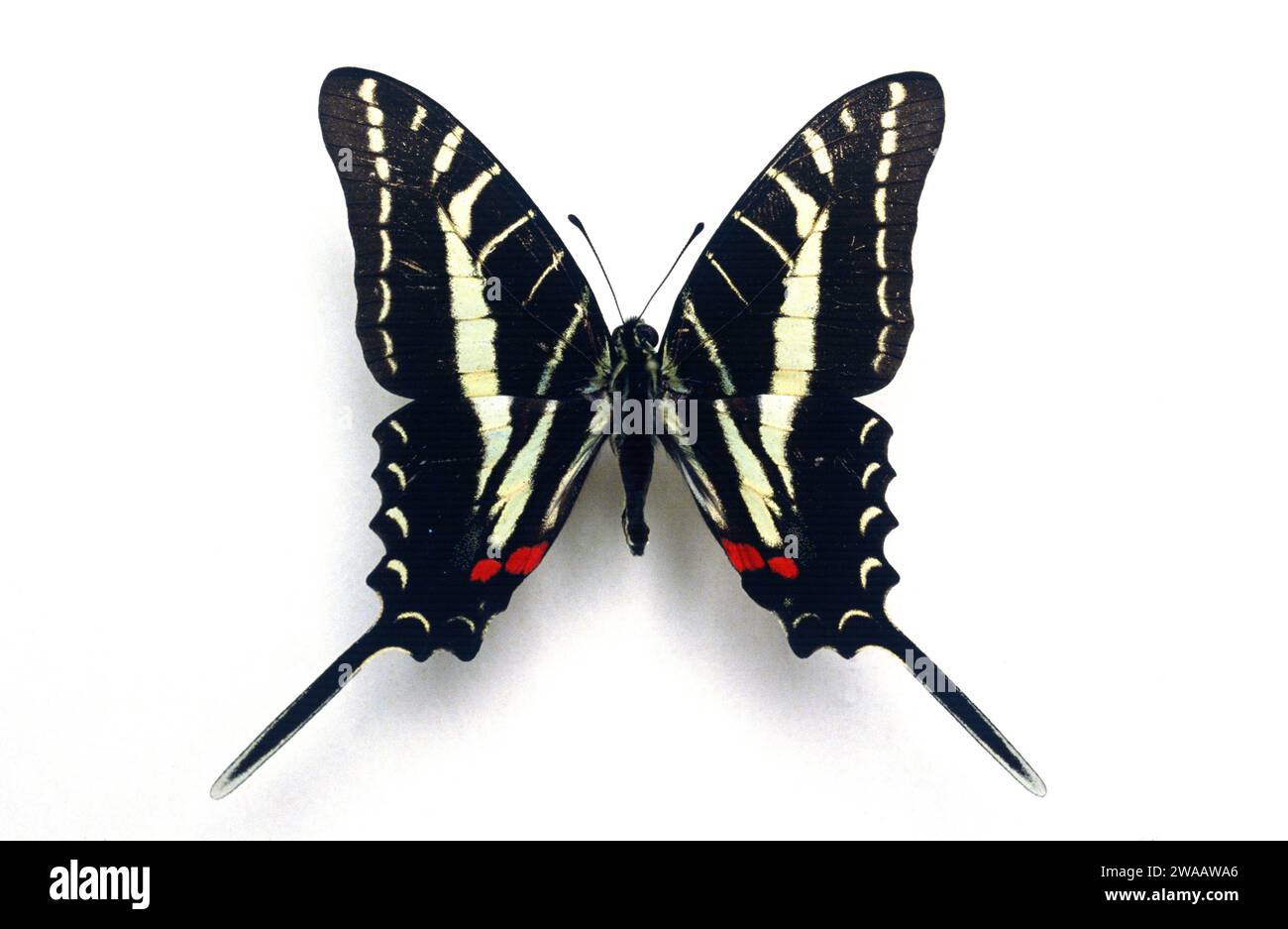 Zebra swallowtail butterfly up close Cut Out Stock Images & Pictures ...